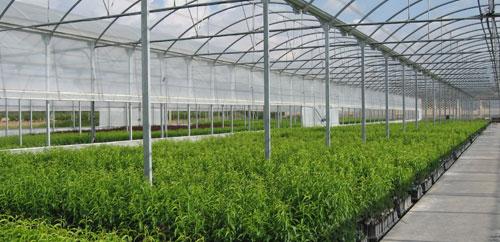 CONSTRUCCIÓN DEL VIVERO: PREPARACIÓN DEL TERRENO